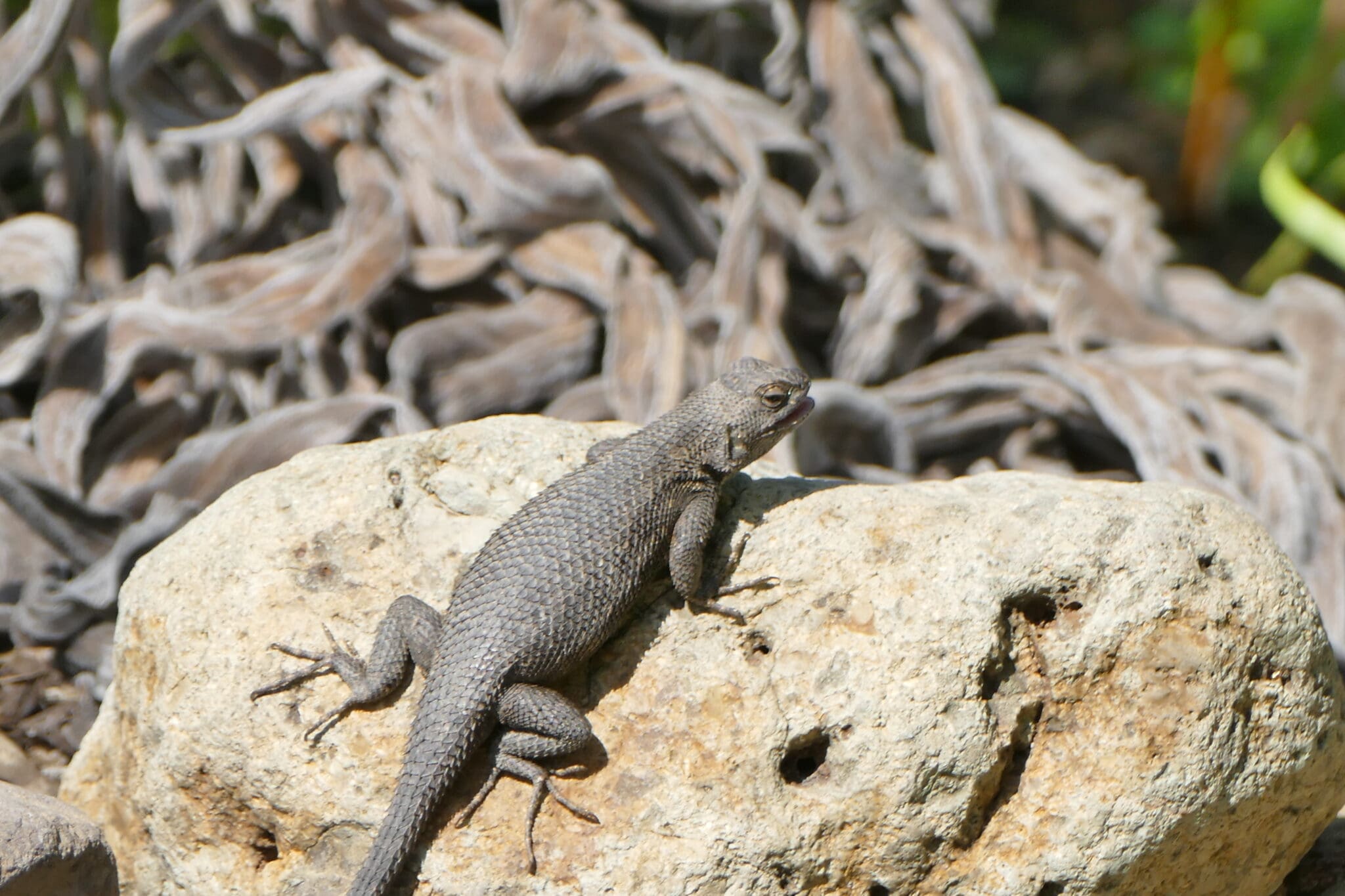 Sustainability - Harbin Hot Springs Retreat Center