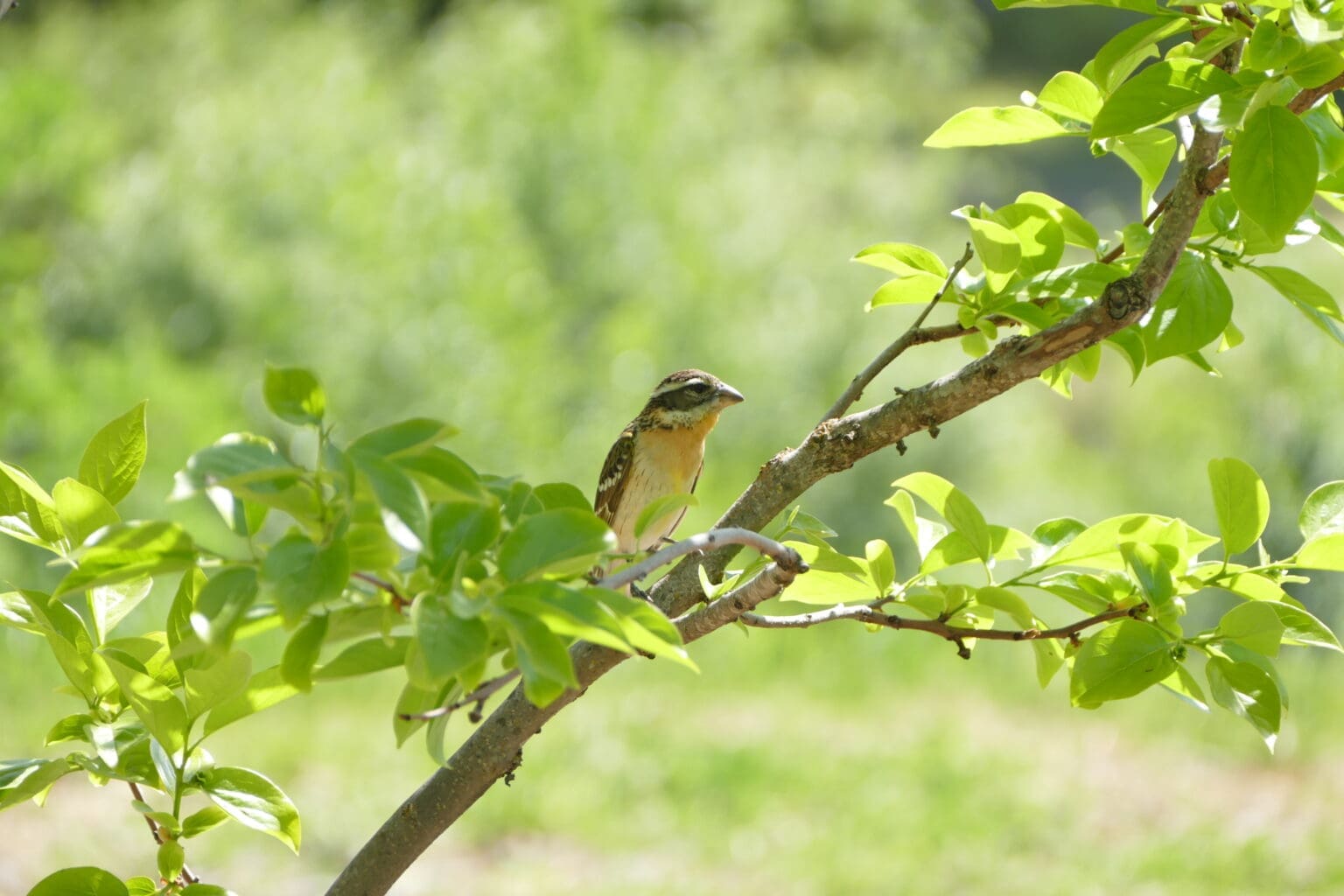Trees - Harbin Hot Springs Retreat Center